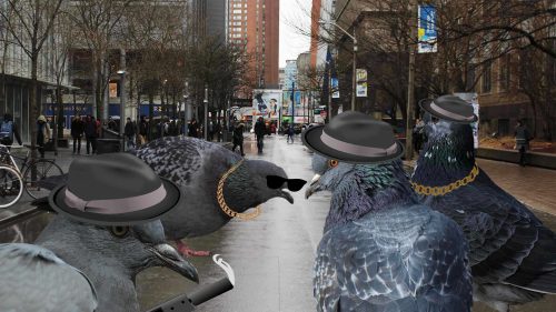 Search for the one-legged pigeon continues – The Eyeopener