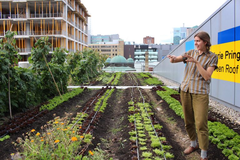 So farm, so good: Rye’s rooftop farm harvesting 10,000 pounds of ...