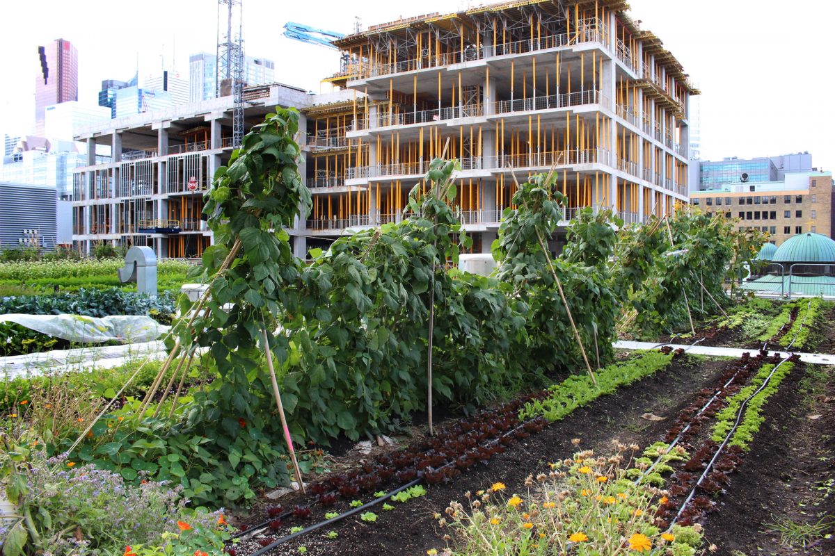 So farm, so good: Rye’s rooftop farm harvesting 10,000 pounds of ...